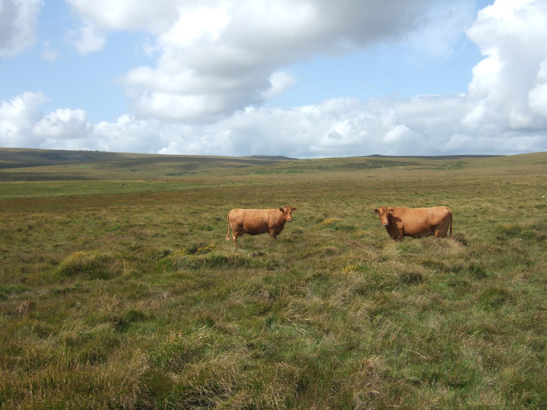 The Dartmoor Society's letter to the press regarding the current ...