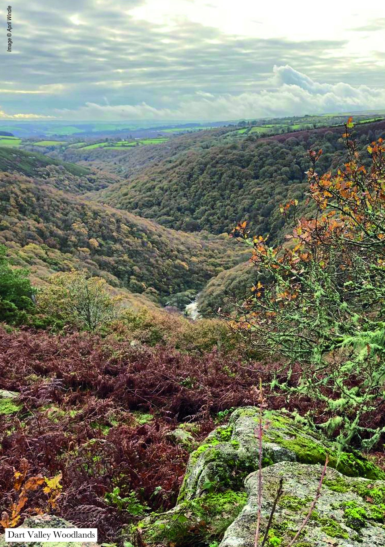 Dartmoor's Temperate Rainforests: Past, Present and Future. - Dartmoor ...