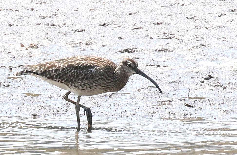 Whimbrel - Fremington Pill - Devon Birds
