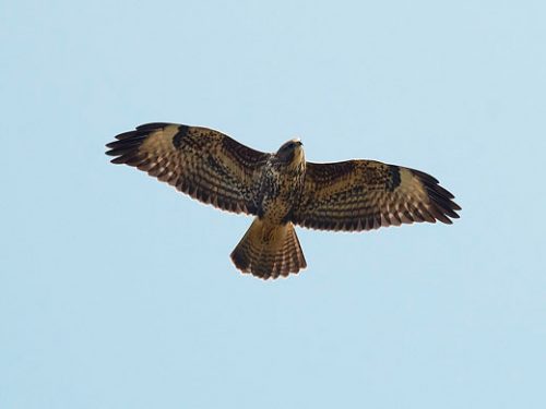 Common Buzzard - Devon Birds