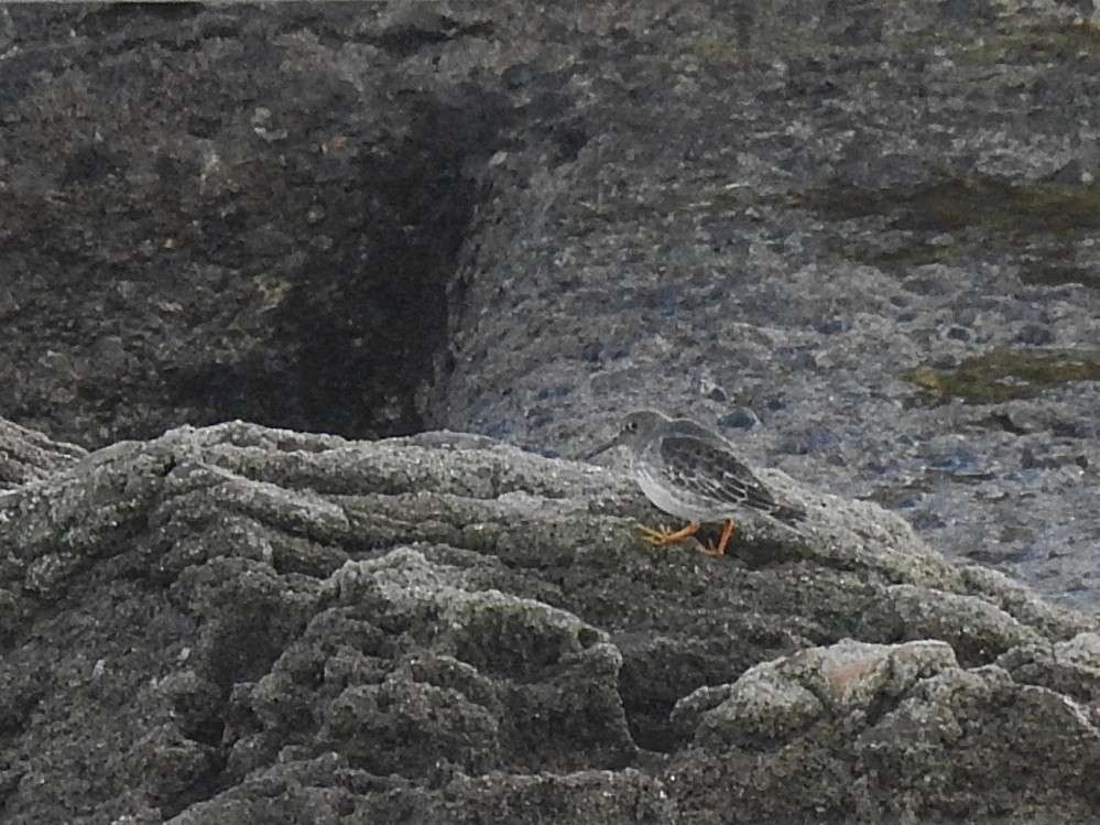 Ernesettle Little Gull - Thursday 29th - Devon Birds