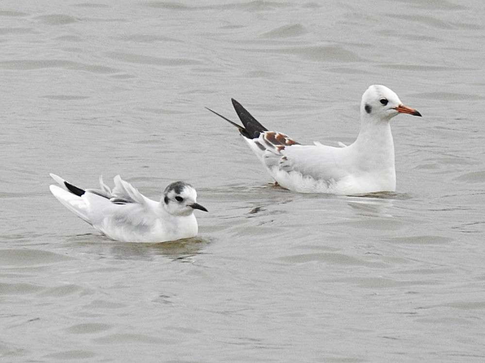 Ernesettle Little Gull - Thursday 29th - Devon Birds