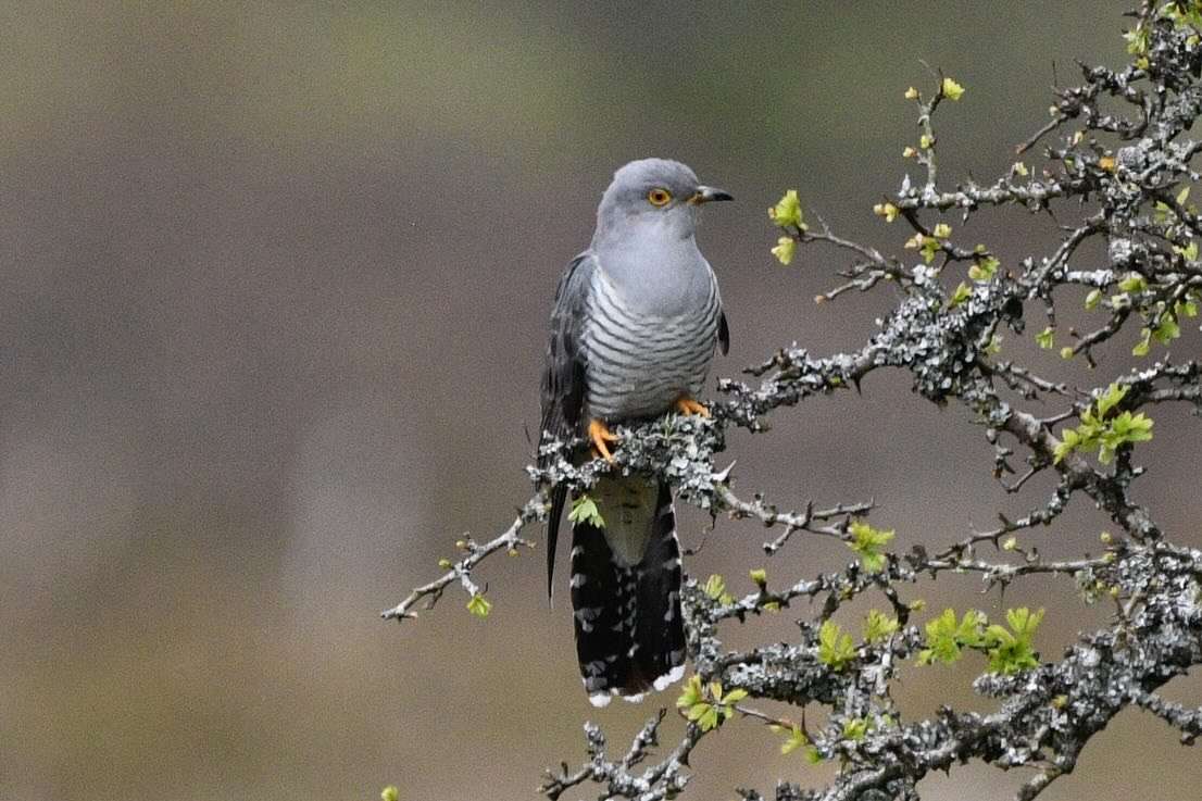 Emsworthy Mire cuckoos 3rd May - Devon Birds