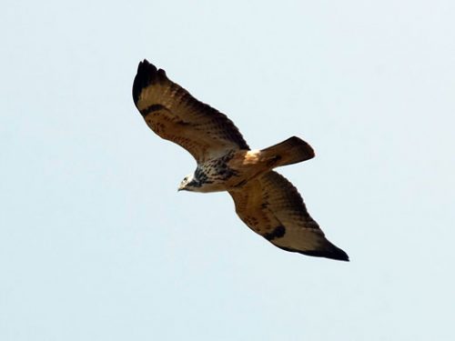 Common Buzzard - Devon Birds