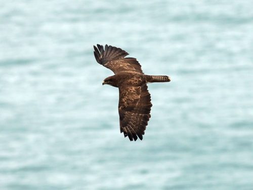 Common Buzzard - Devon Birds