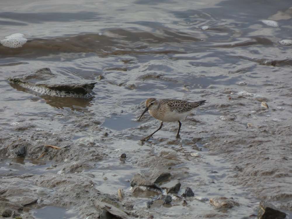 North side of Taw Estuary - Devon Birds