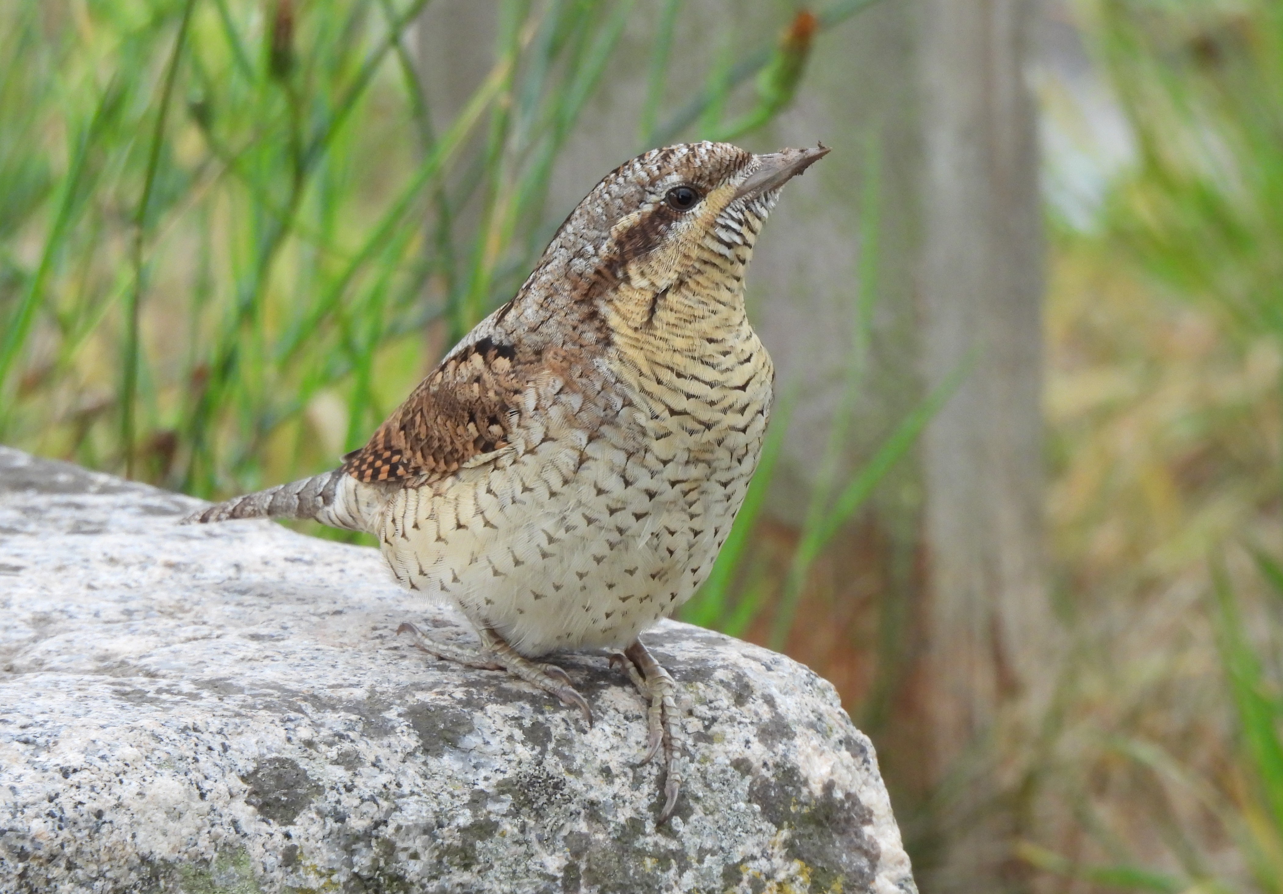 PLYMOUTH BRANCH'S VISIT TO EXMINSTER MARSHES AND POWDERHAM ON THURSDAY 28 AUGUST 2025 - Devon Birds