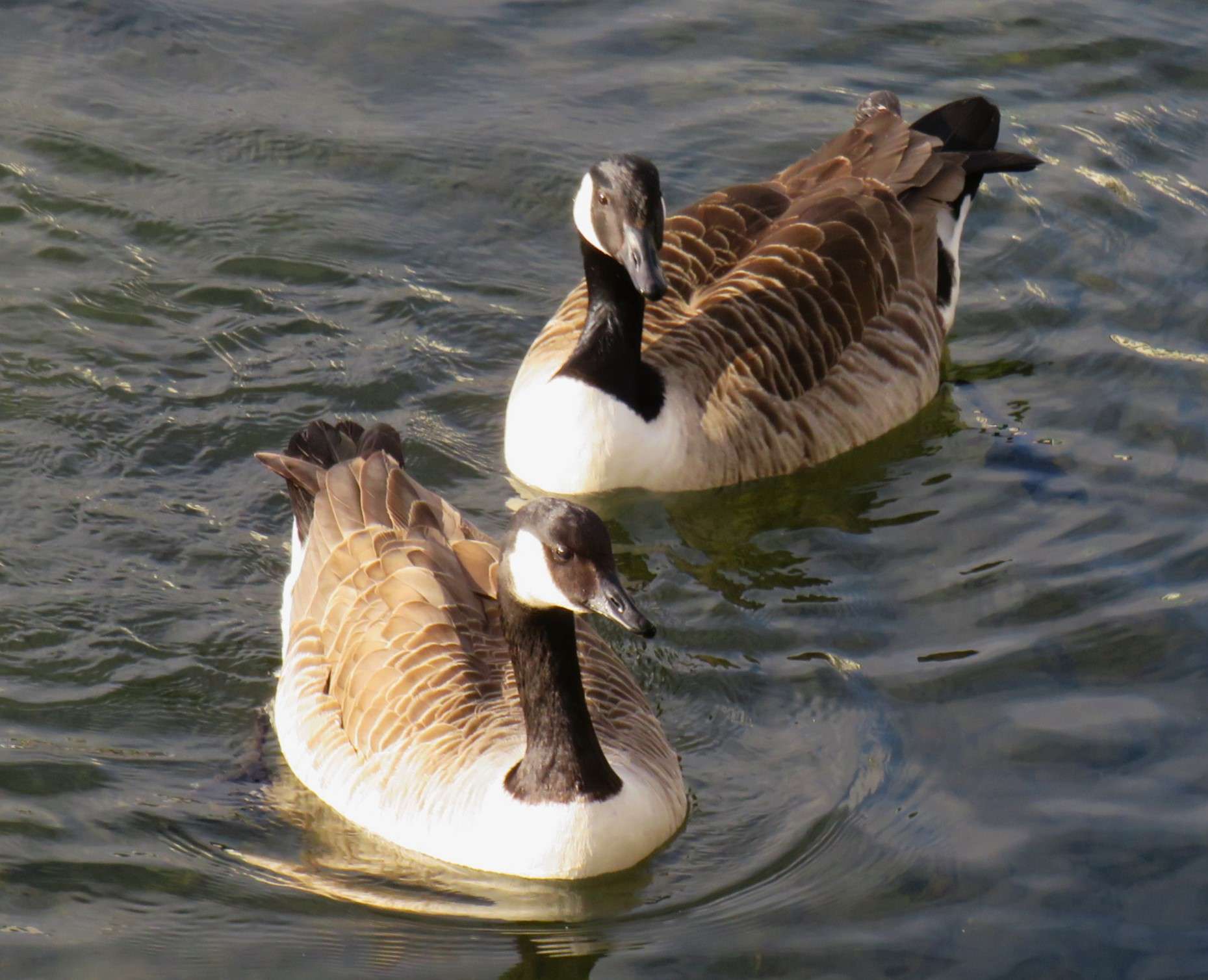 plymouth - Devon Birds