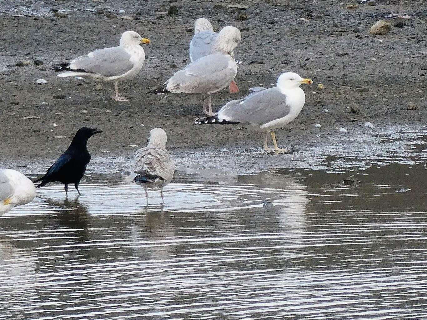River Plym - Devon Birds