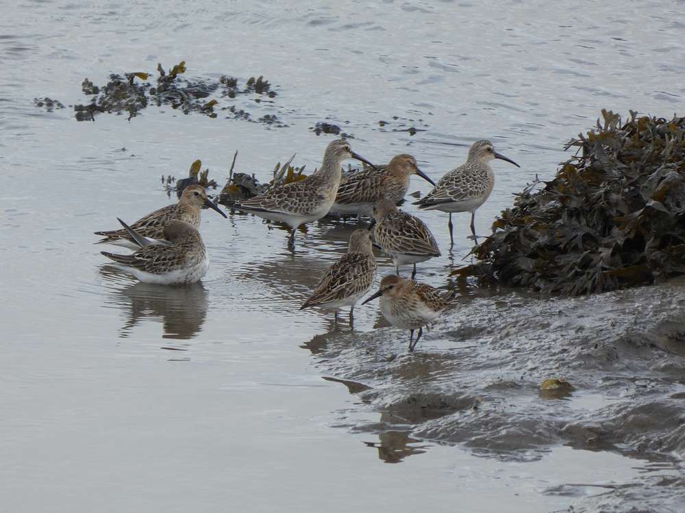 Caen Estuary - Devon Birds