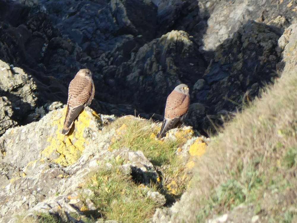 Baggy - Devon Birds