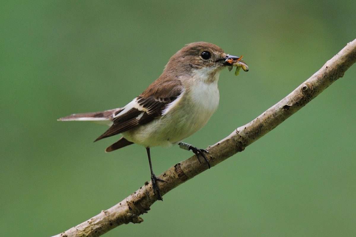 South Devon - Devon Birds