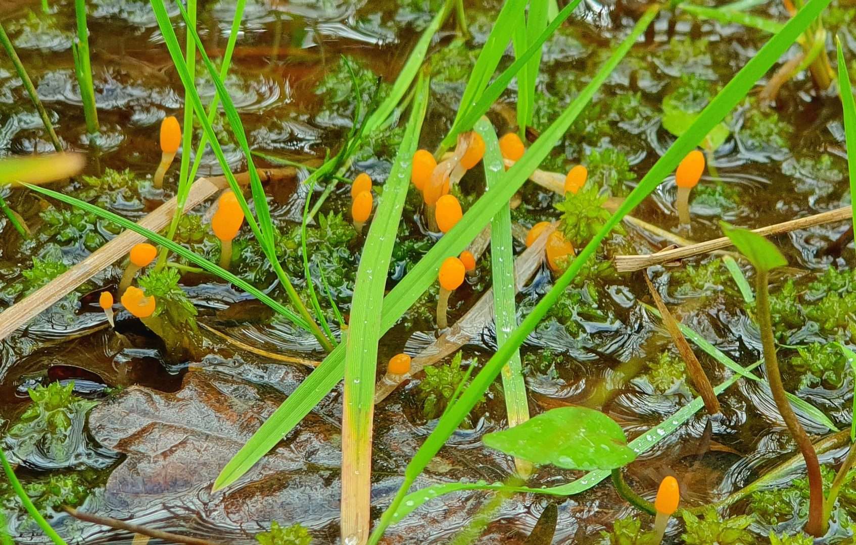 Mid Devon Branch visit to Meeth Quarry Reserve - Devon Birds