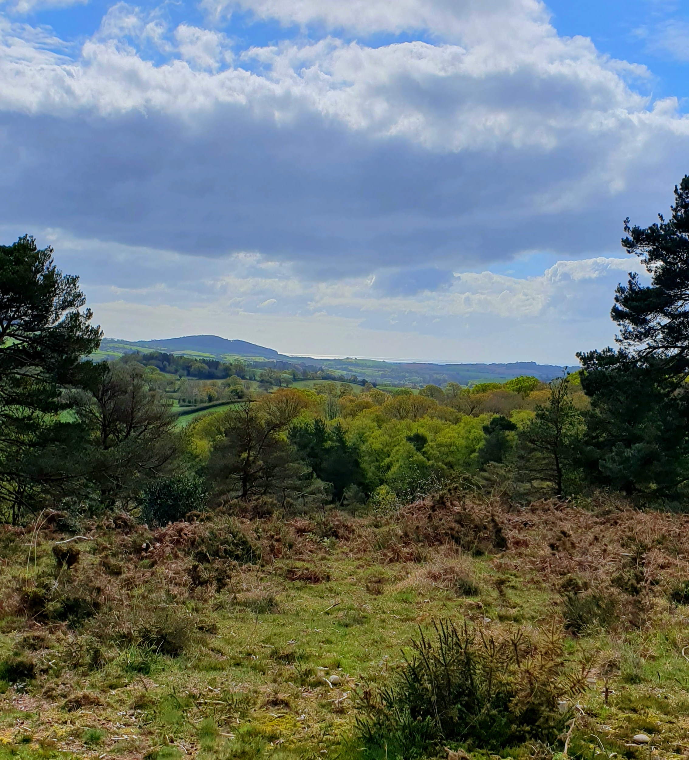 Mid Devon and Exeter Field Trip 17th April 2024 - Devon Birds