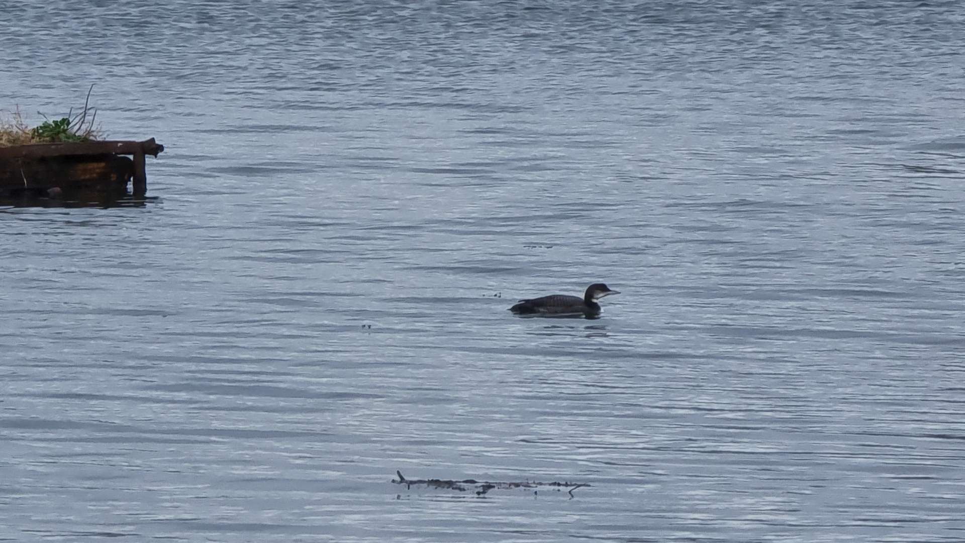 DIVER? HOOE LAKE - Devon Birds