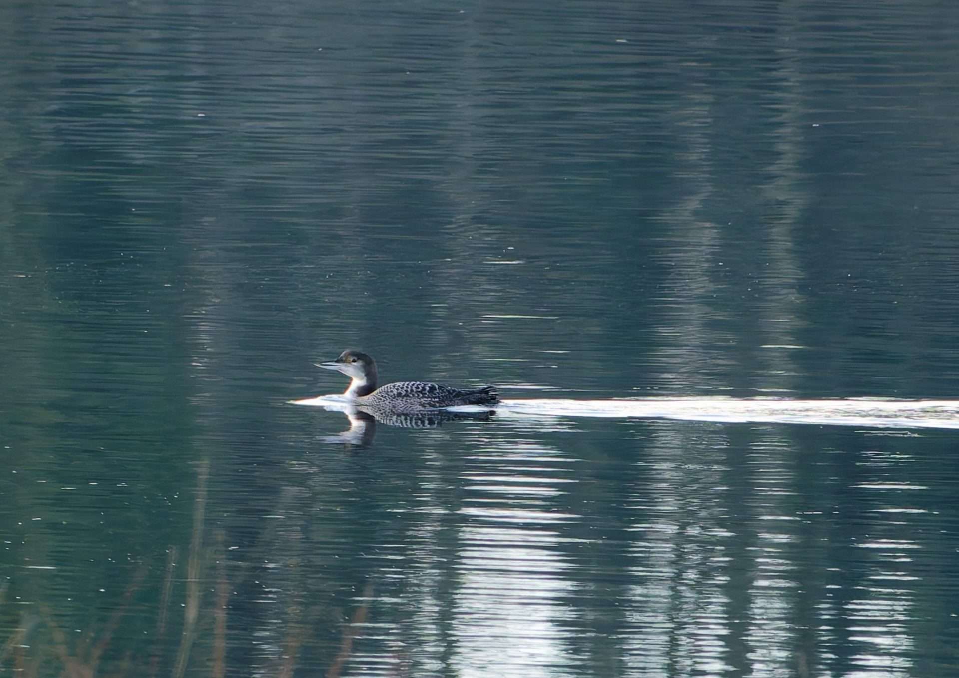 Great Northern Diver, Roadford Lake - Devon Birds