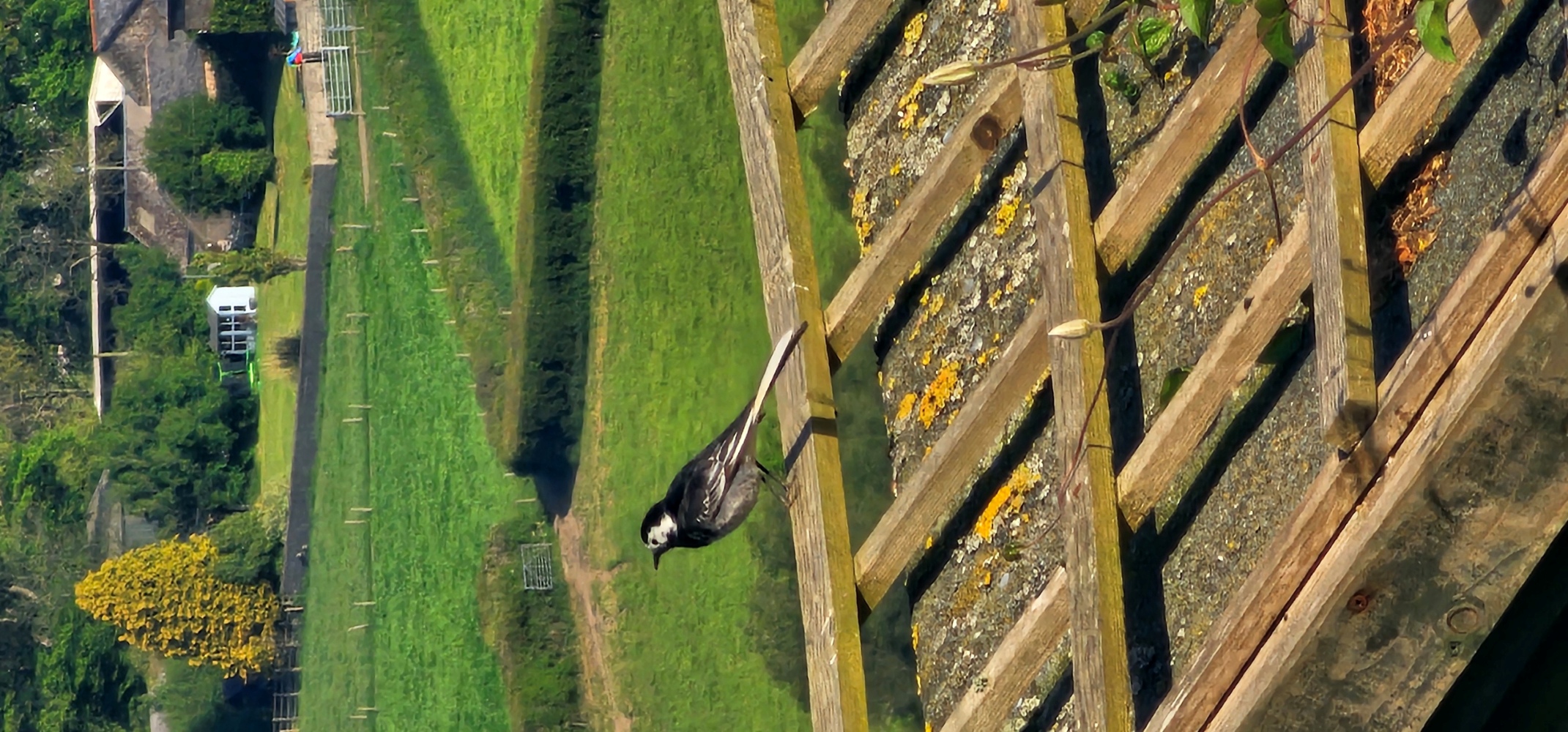 Bird Sightings - Devon Birds