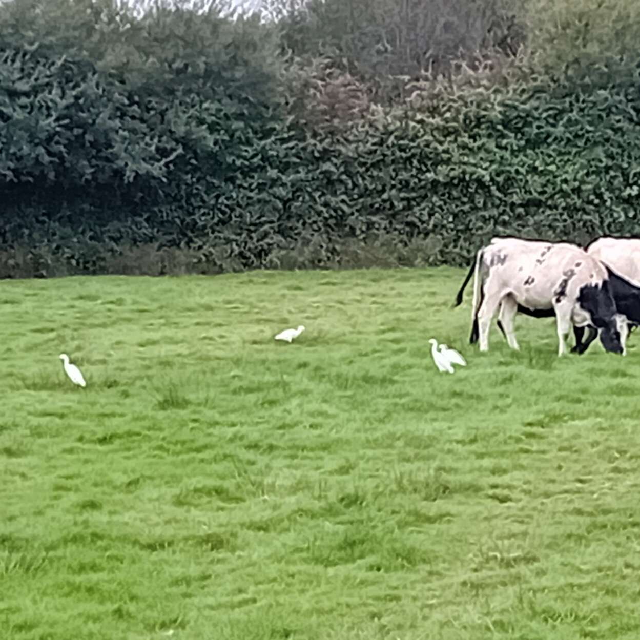 Cattle egrets. Exminster. - Devon Birds