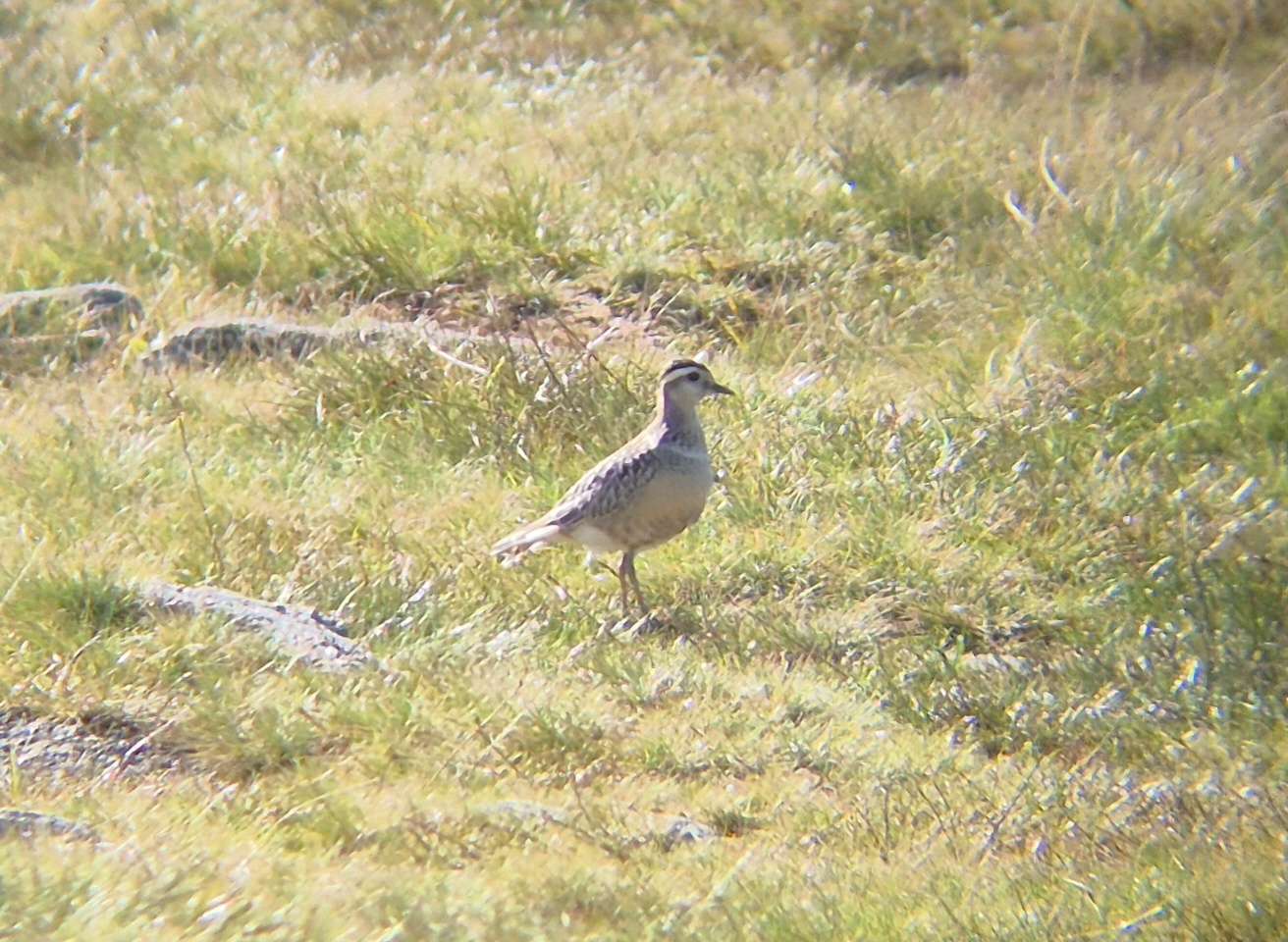 High Willhays - Devon Birds