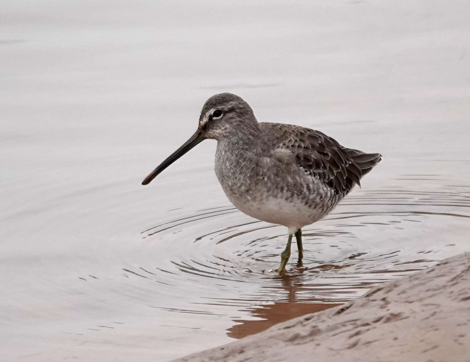 Turf Locks - Dowitcher and others - Devon Birds