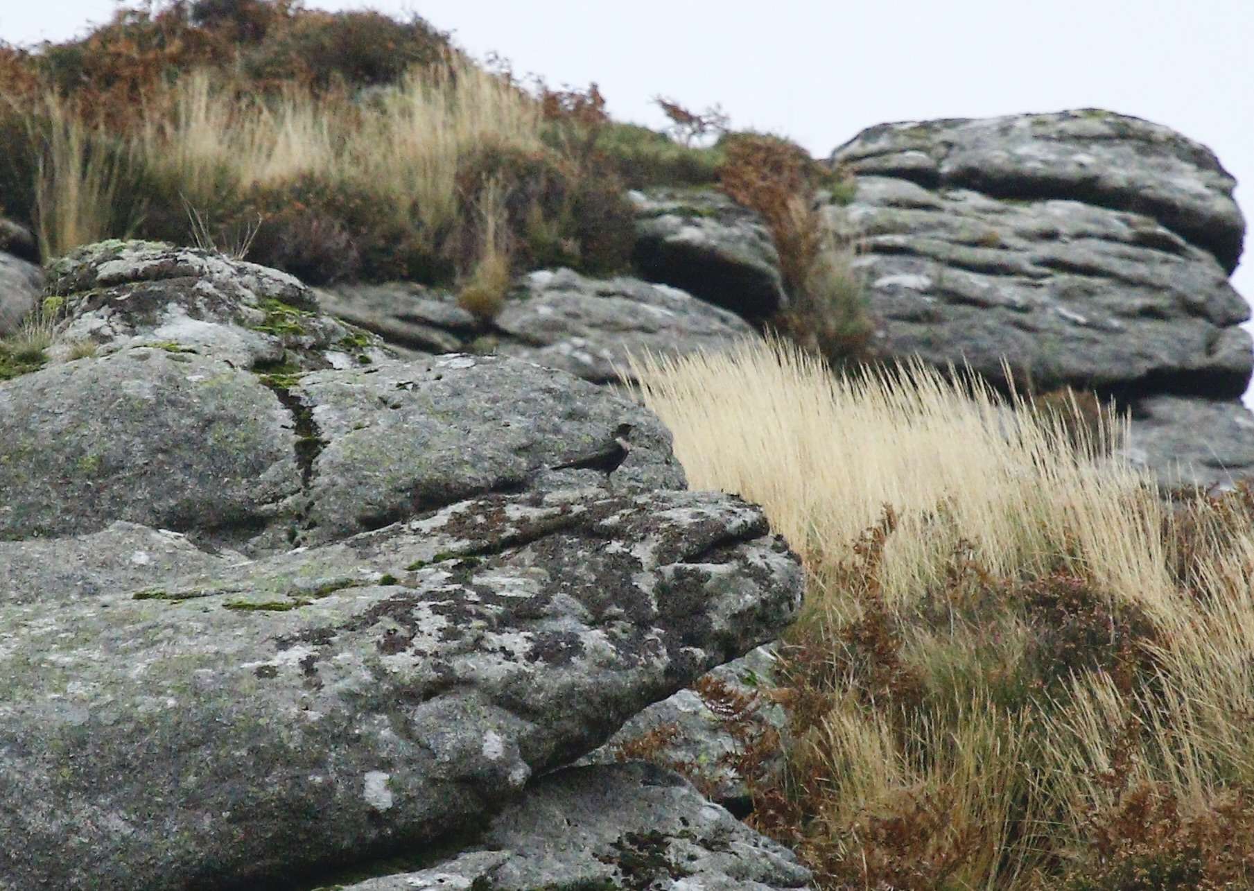 Ring Ousels at Emsworthy Dartmoor - Devon Birds