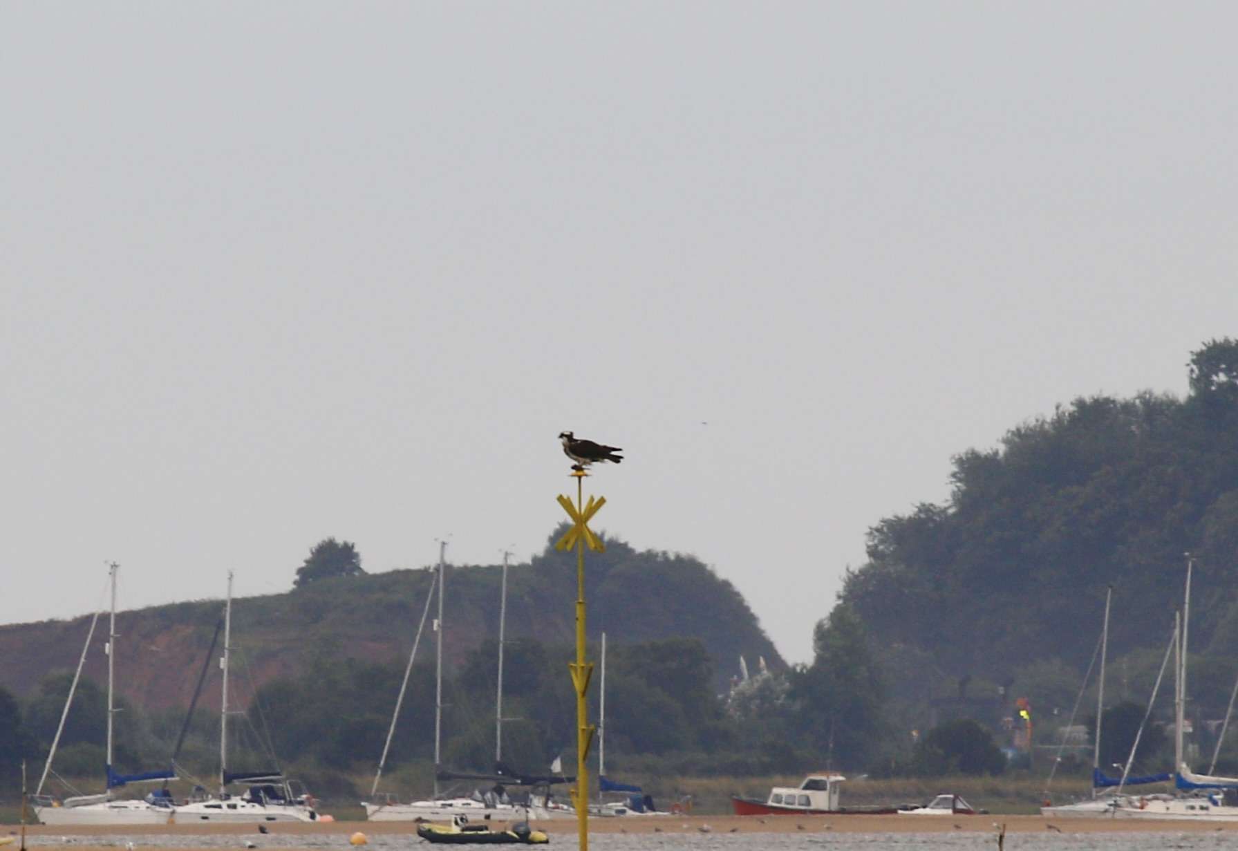 Terns and Yellow Wagtails - Exmouth - Devon Birds
