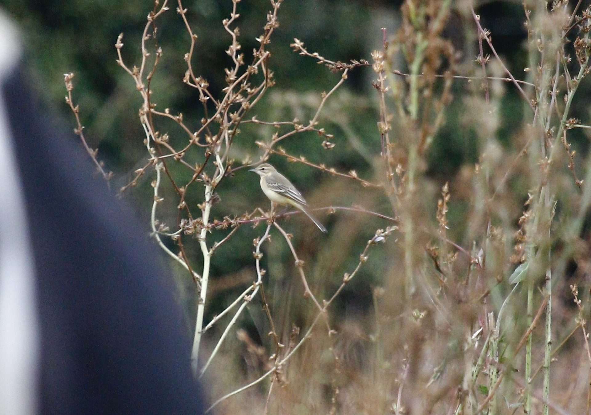 Terns and Yellow Wagtails - Exmouth - Devon Birds