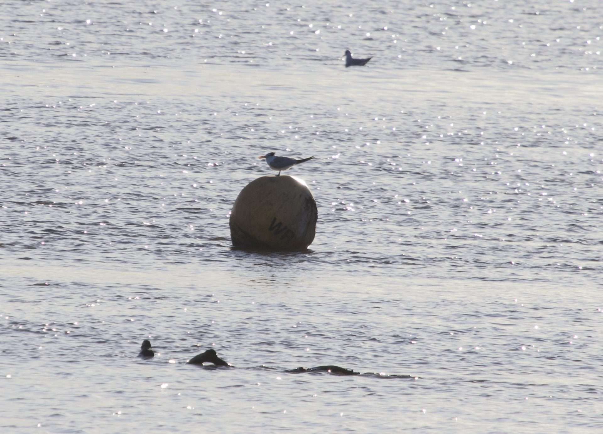 Rare Tern on the Exe Estuary - Devon Birds