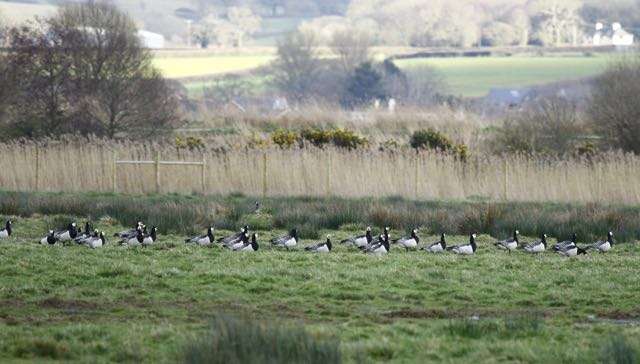 39 Barnacle Geese on Exminster Marsh 1st March 2024 - Devon Birds
