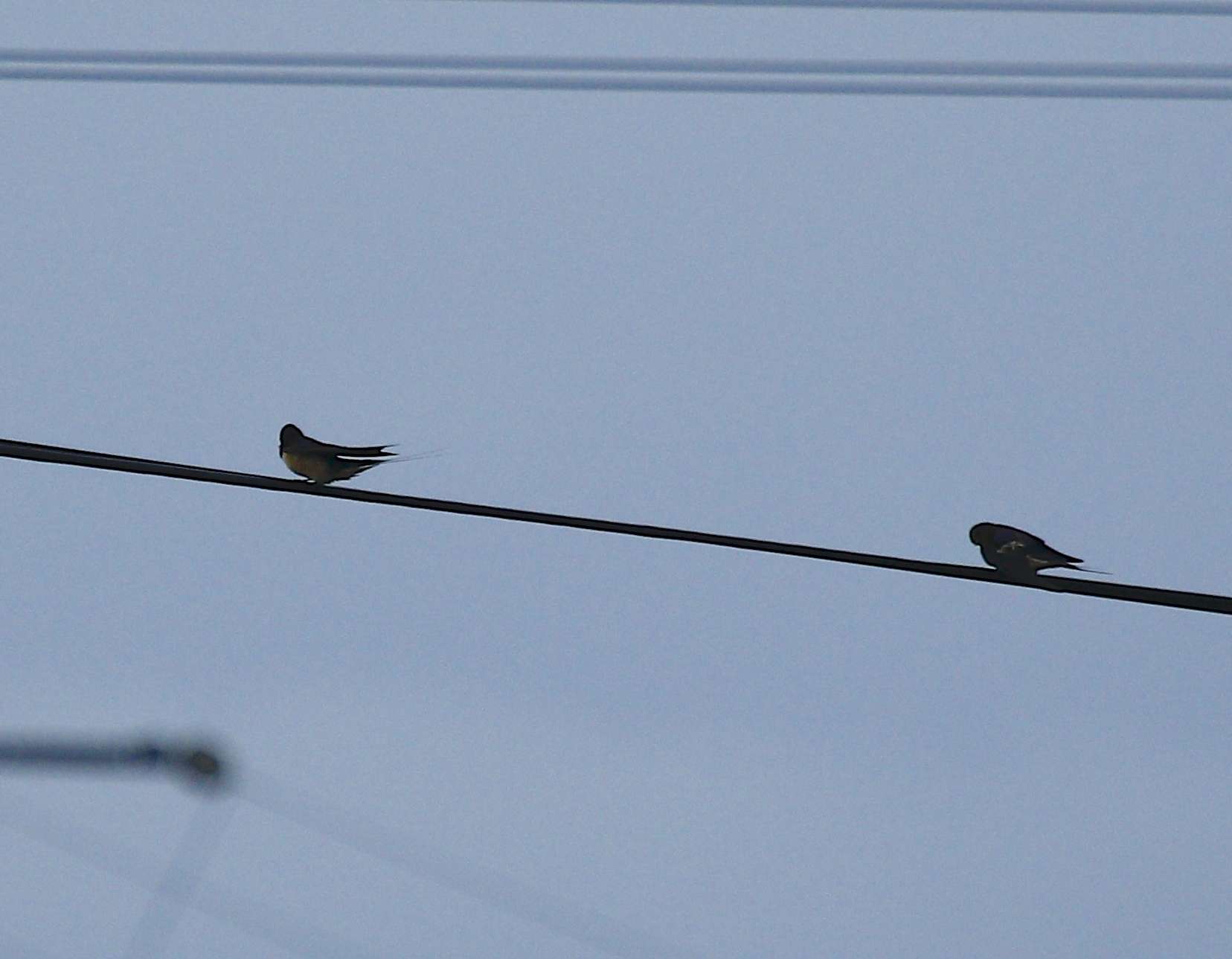 Signs of Spring at Brauntons Velator and Wrafton North Devon - Devon Birds