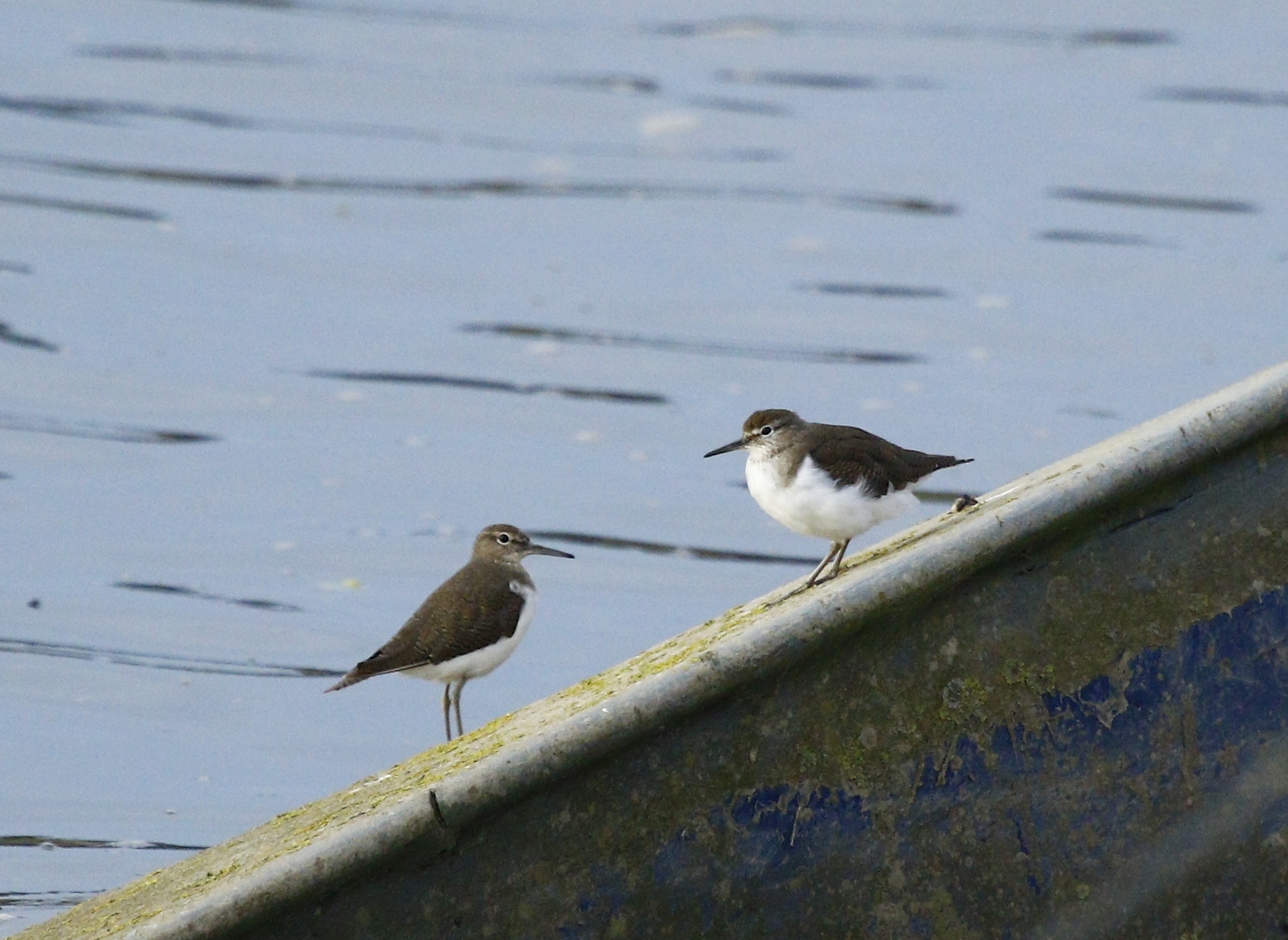 Signs of Spring at Brauntons Velator and Wrafton North Devon - Devon Birds
