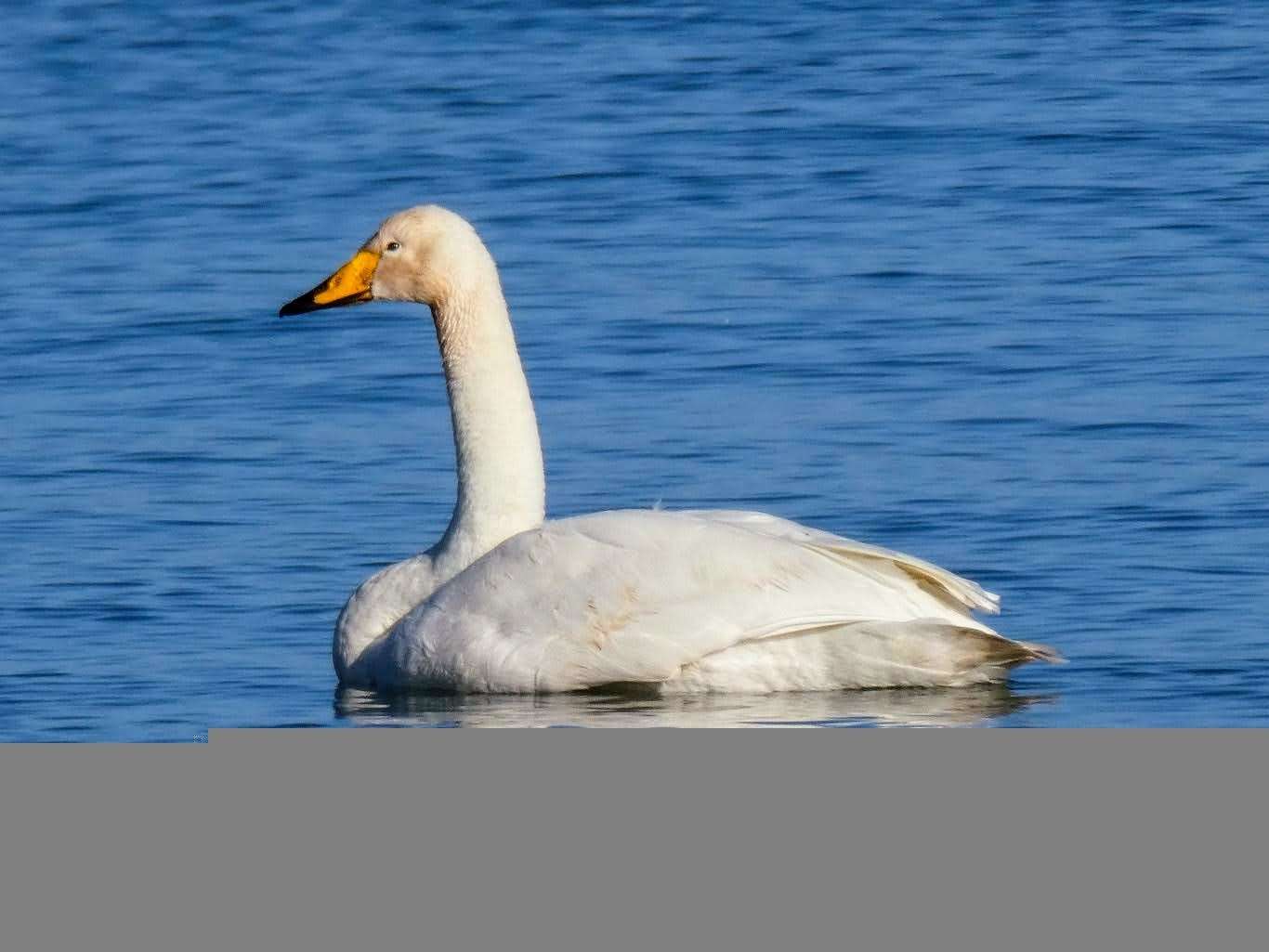 Whooper Swan - Devon Birds