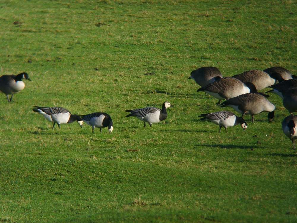Barnacle Geese - Bradiford Reserve - Devon Birds