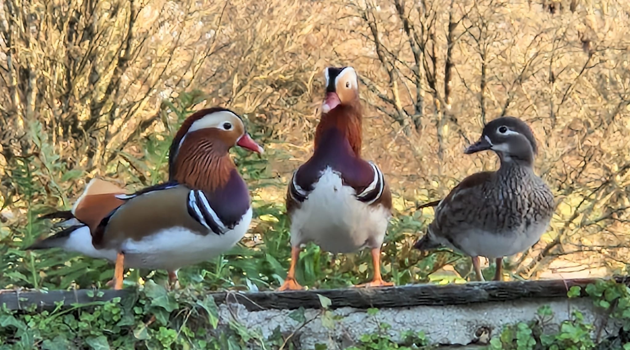 Blaxton Meadow / Saltram - Devon Birds