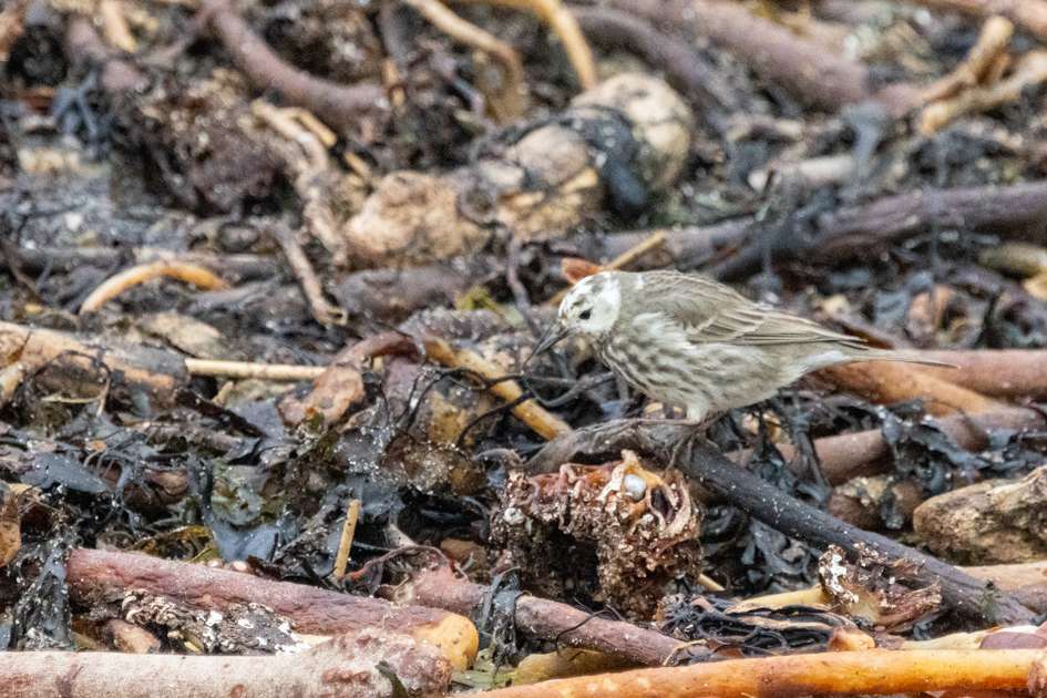 Rock Pipit @ Wembury Point - Devon Birds