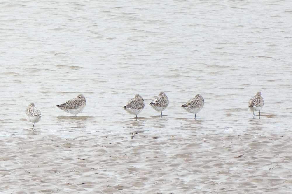 North side of Taw Estuary - Devon Birds