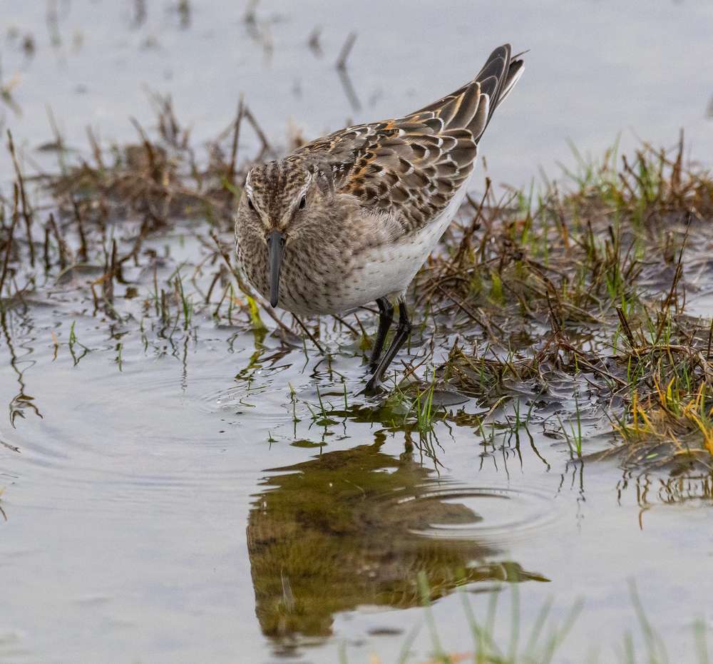 White Rumped Sandpiper - Northam Burrows - Devon Birds