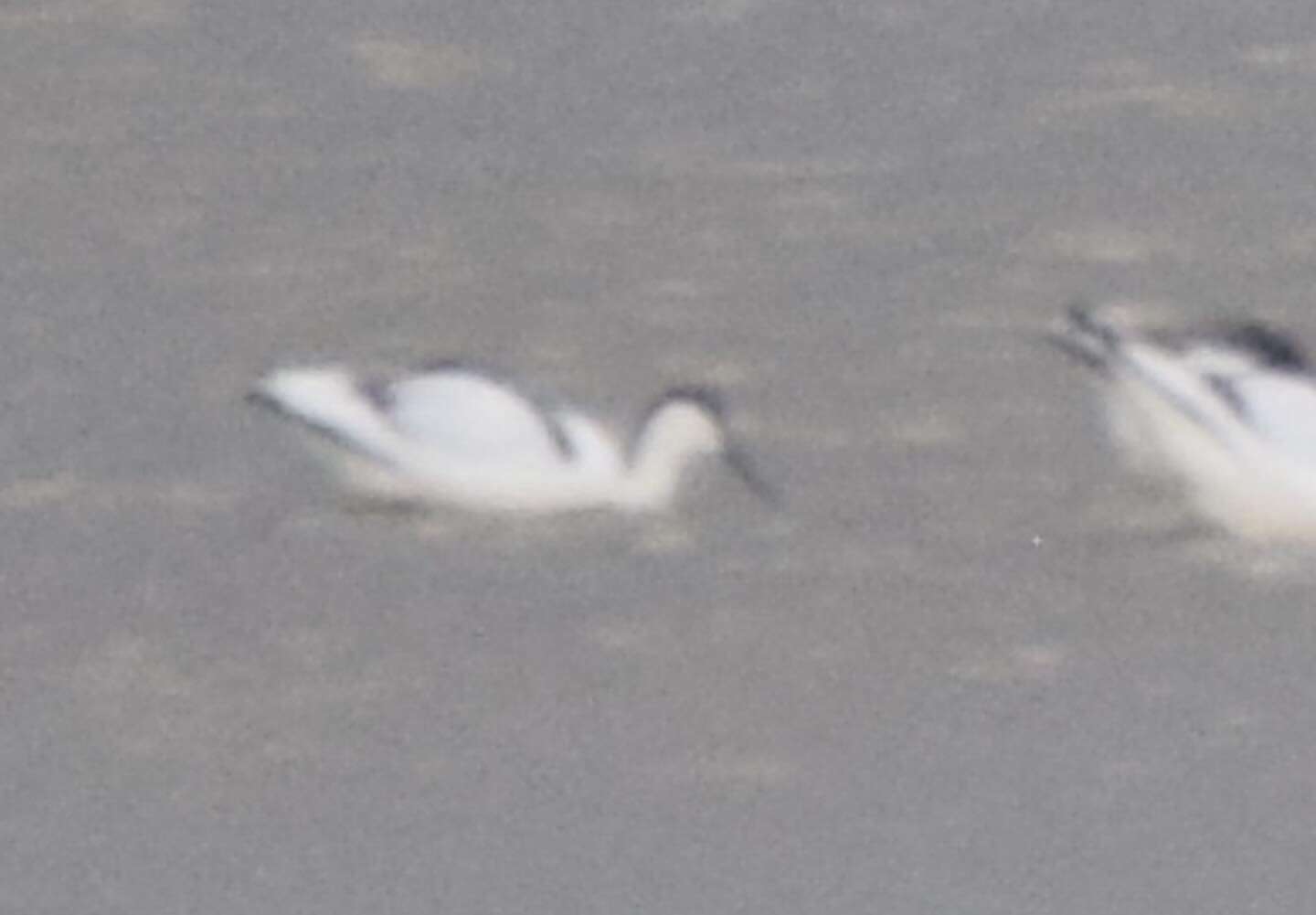 Ernesettle Creek - Tamar - Devon Birds