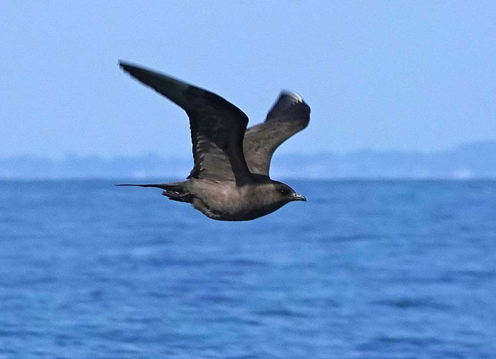 Lyme Bay Cruises from Brixham - Devon Birds