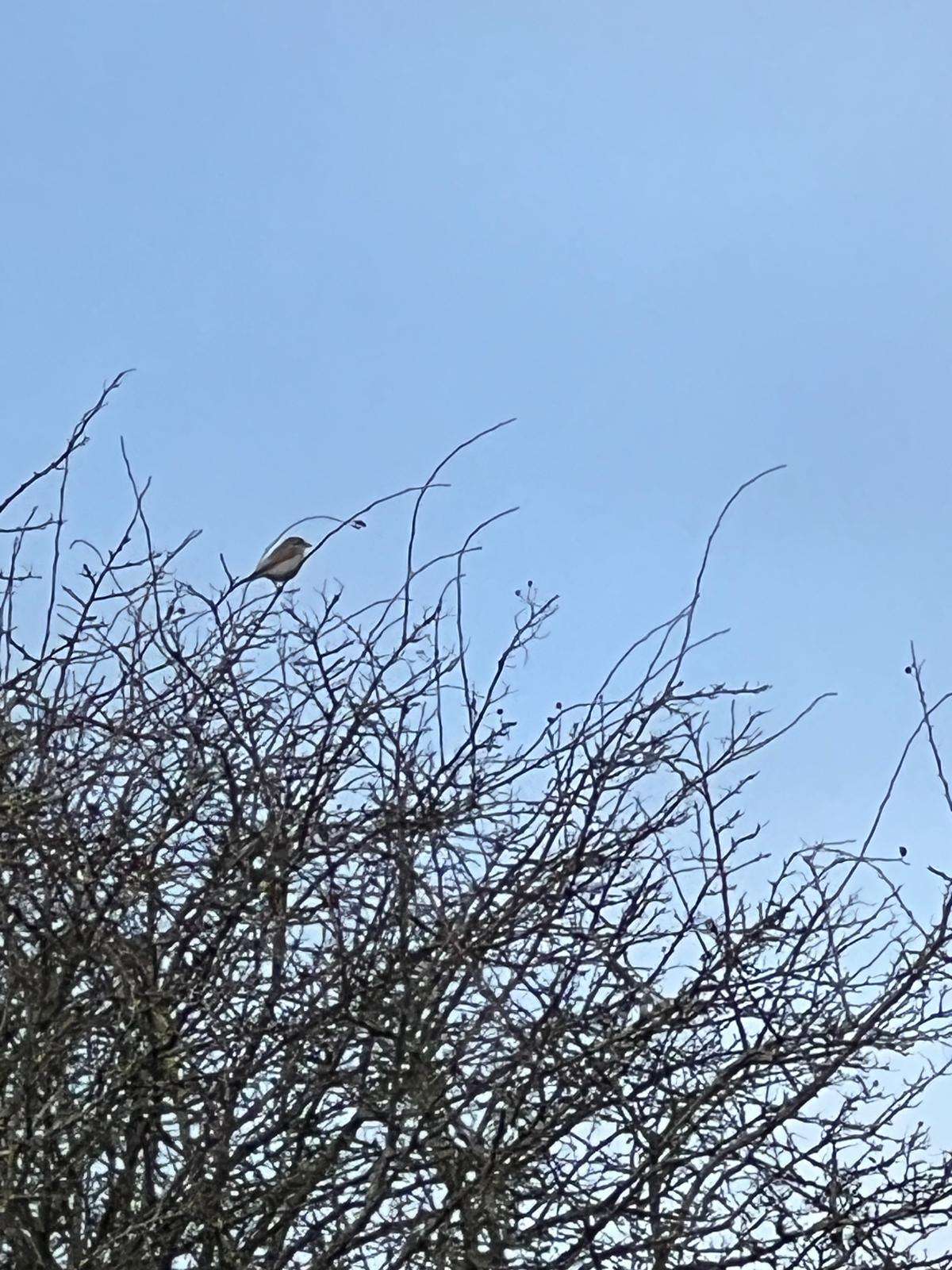 Velator Reserve this morning - Devon Birds