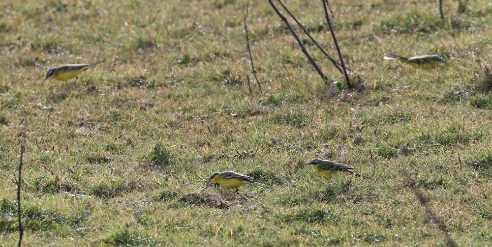 South Hams ~ Blue Headed Yellow Wagtails - Devon Birds