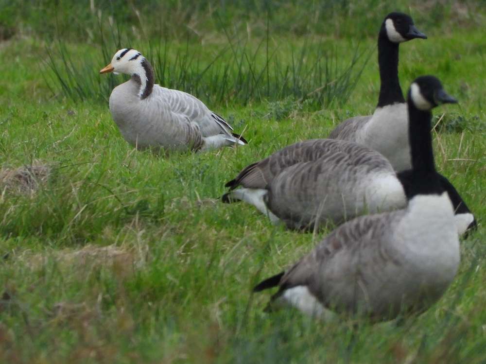Bar-headed Goose Exminster Marshes - Devon Birds