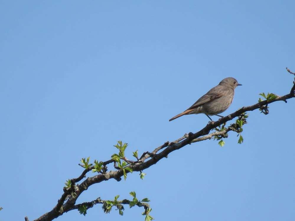 Bala Brook Dartmoor - Devon Birds