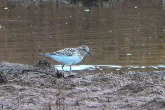 LORP - Baird's Sandpiper - Devon Birds