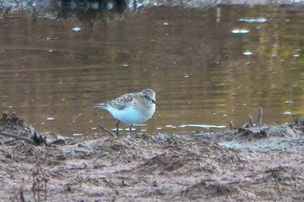 LORP - Baird's Sandpiper - Devon Birds