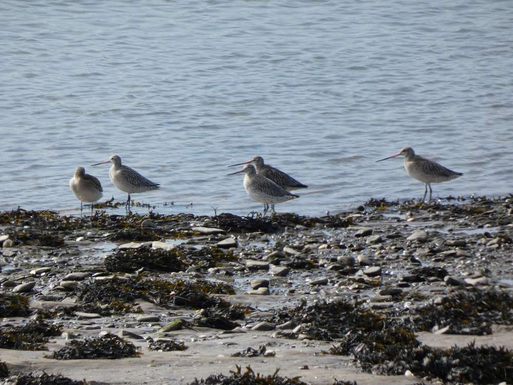 North side of Taw Estuary - Devon Birds