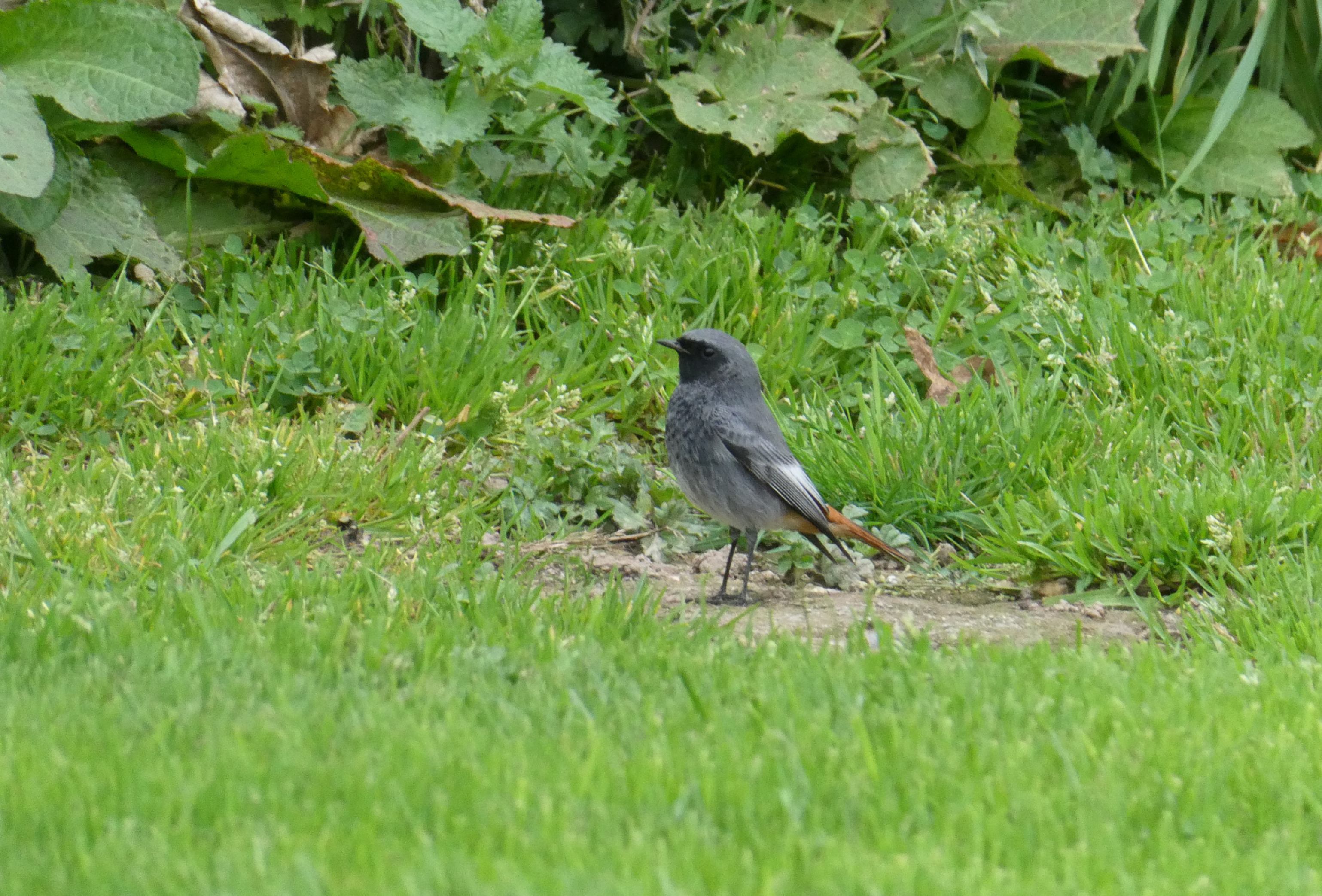 Soar & South Huish - Devon Birds