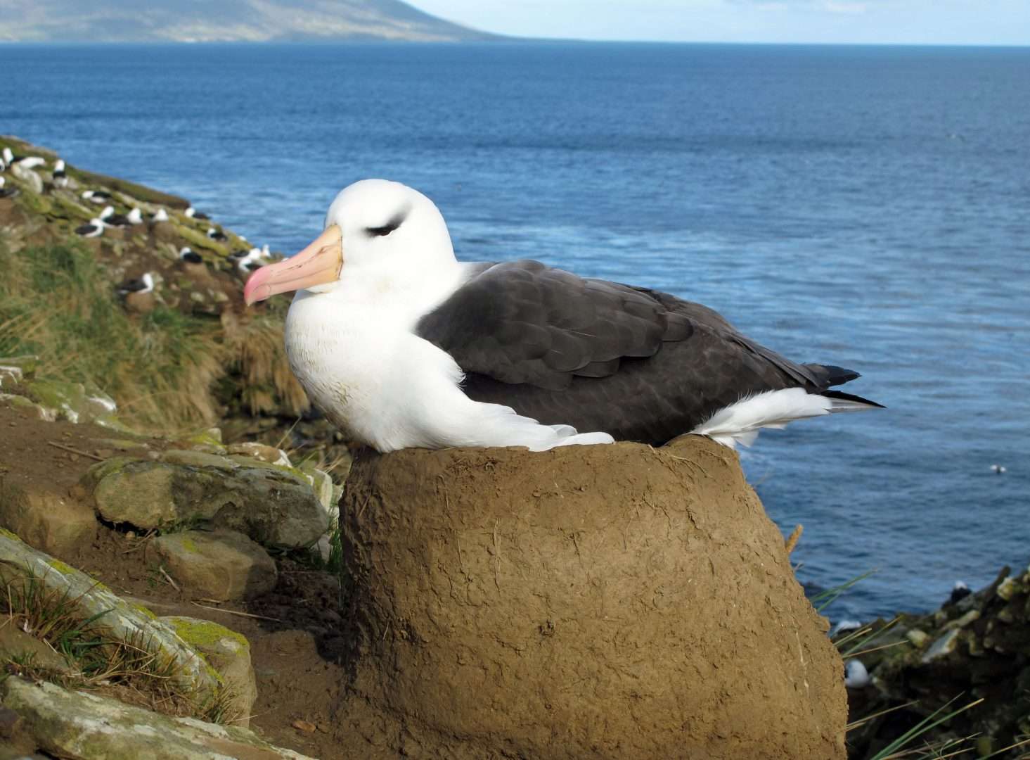 Events News & Writeups - Devon Birds