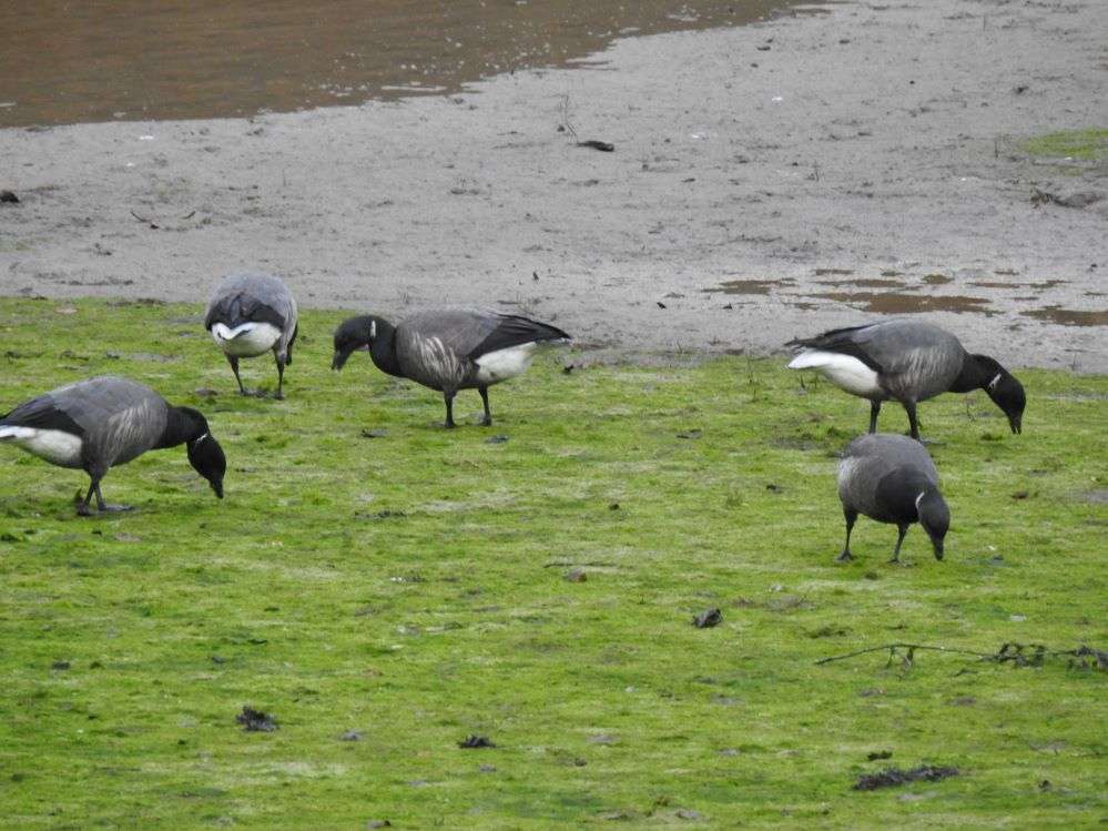 Blaxton Meadow, Saltram - Brent Geese - Devon Birds
