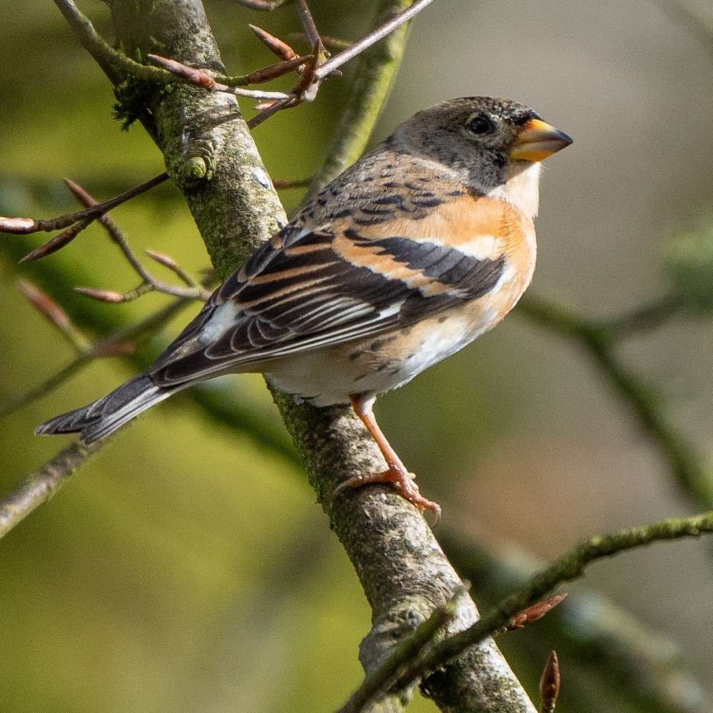 Brambling at Postbridge - Devon Birds